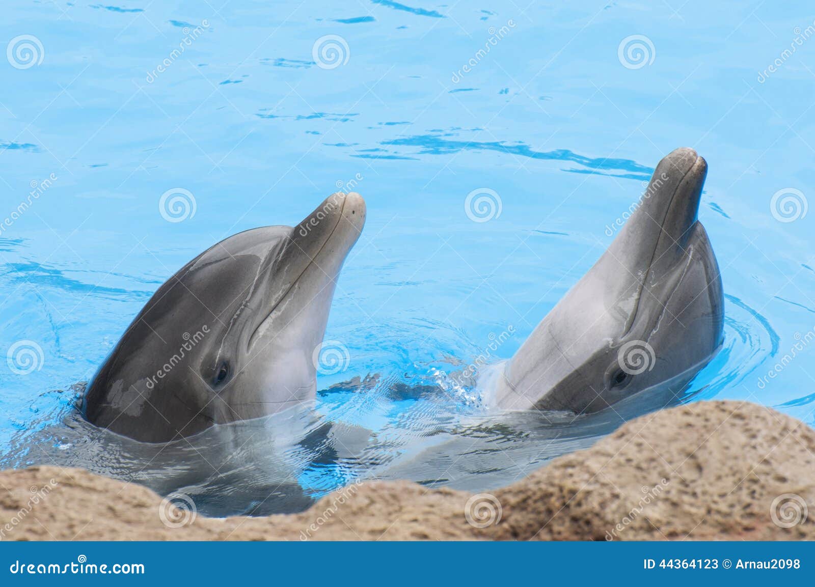 Dolphins swimming stock image. Image of summer, flipper - 44364123