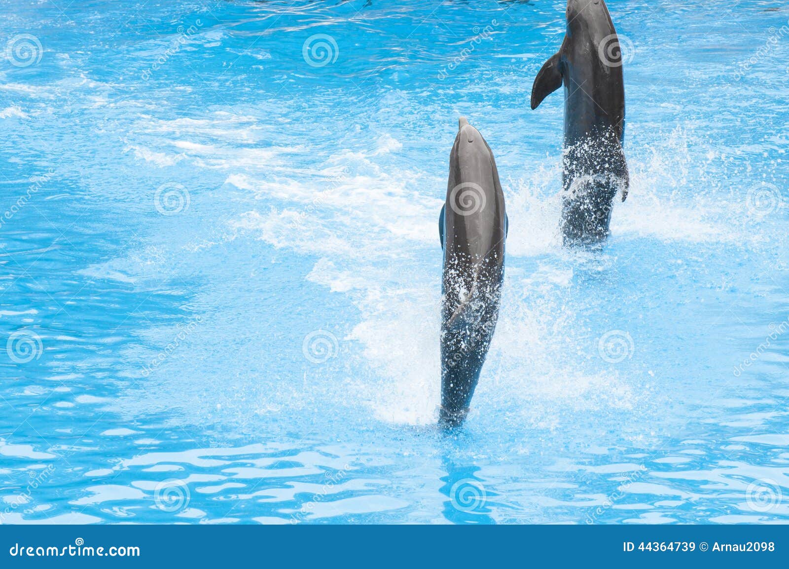 Dolphins swimming stock image. Image of wild, blue, pacific - 44364739