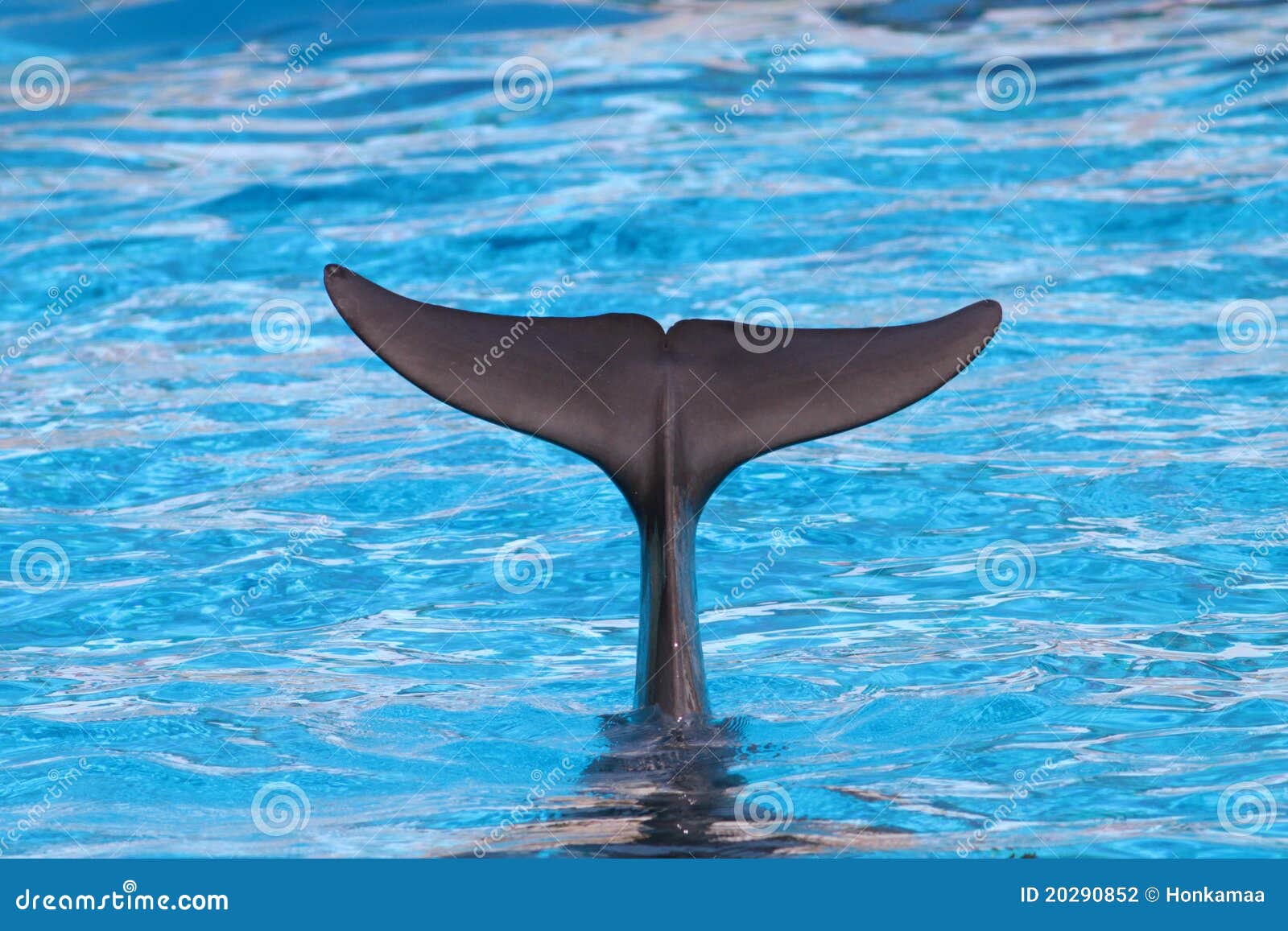 Dolphins tail stock photo. Image of pool, tail, blue - 20290852