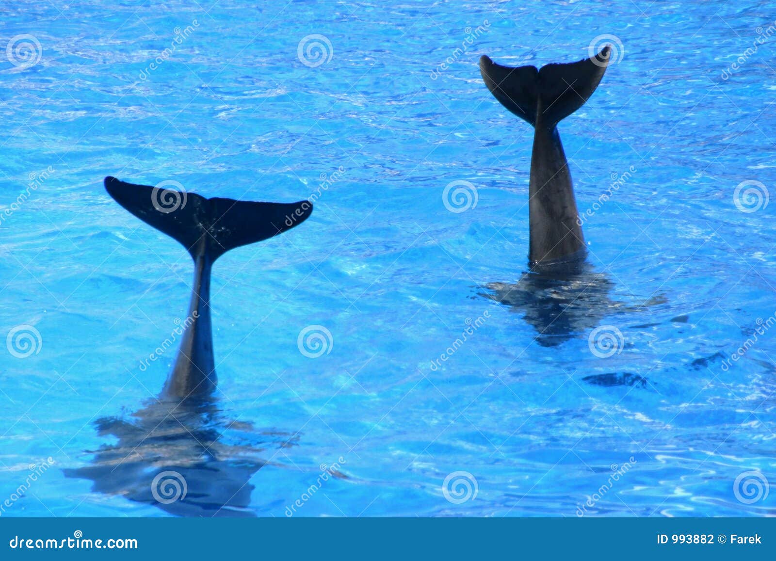 Dolphins tail stock photo. Image of bottle, beached, intelligent - 993882