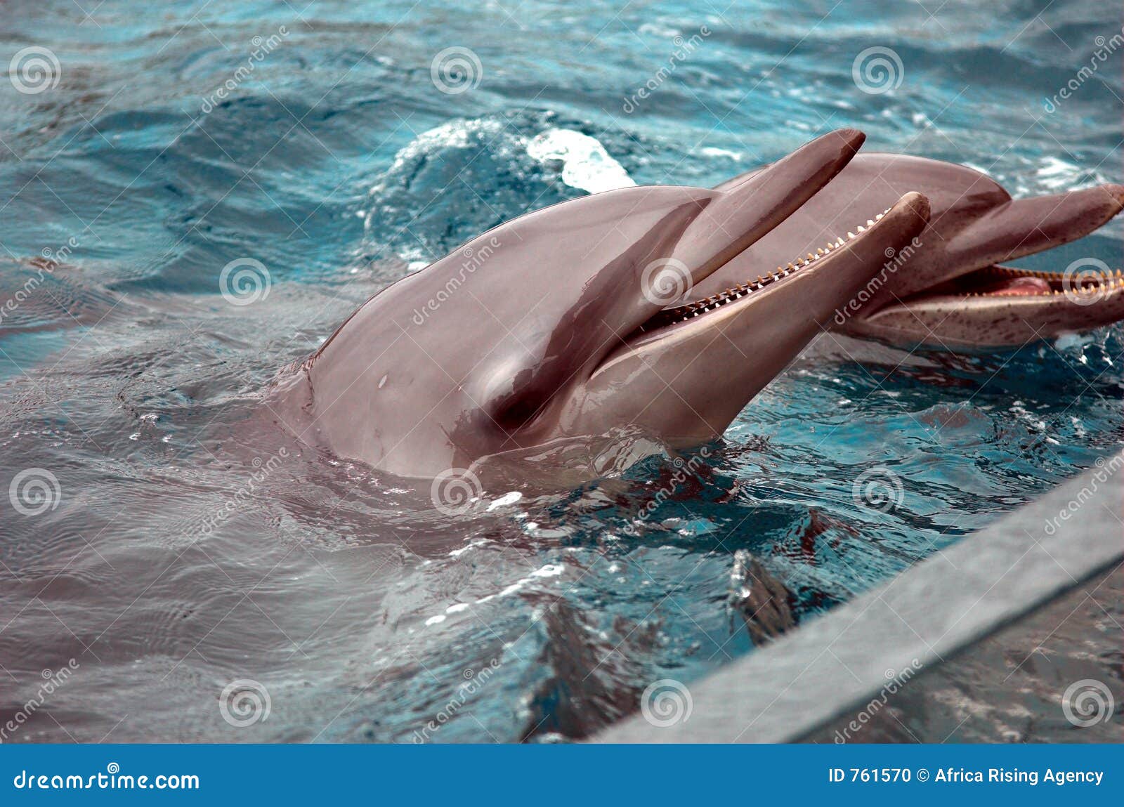 Dolphins in tank stock photo. Image of grey, gleam, mouth - 761570