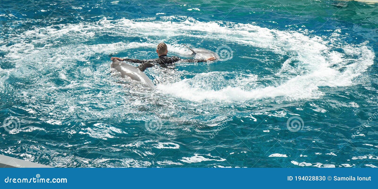 Dolphins Under the Command of the Instructor Performing Circular ...