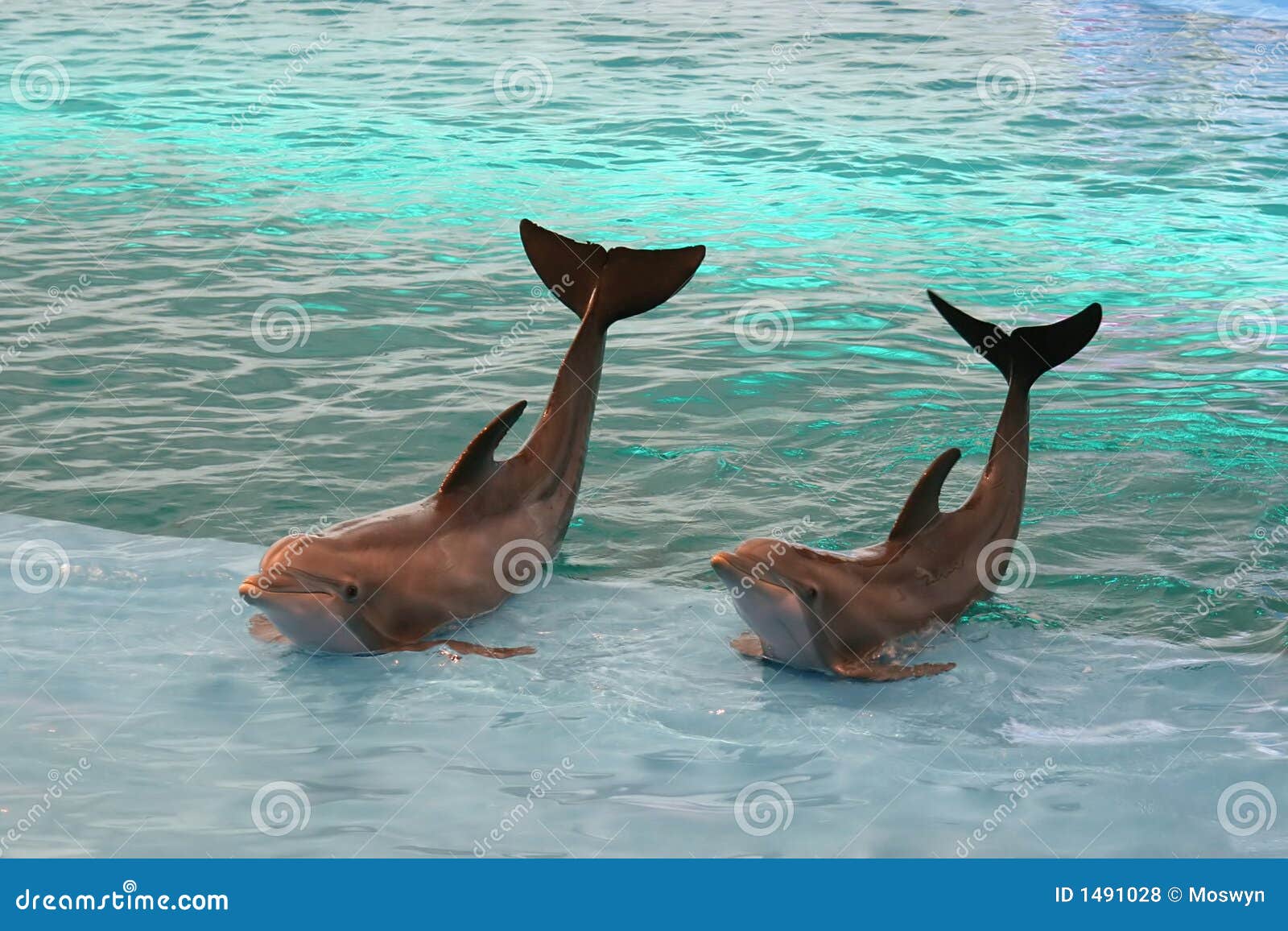 Dolphins waving stock photo. Image of ocean, clever, hello - 1491028