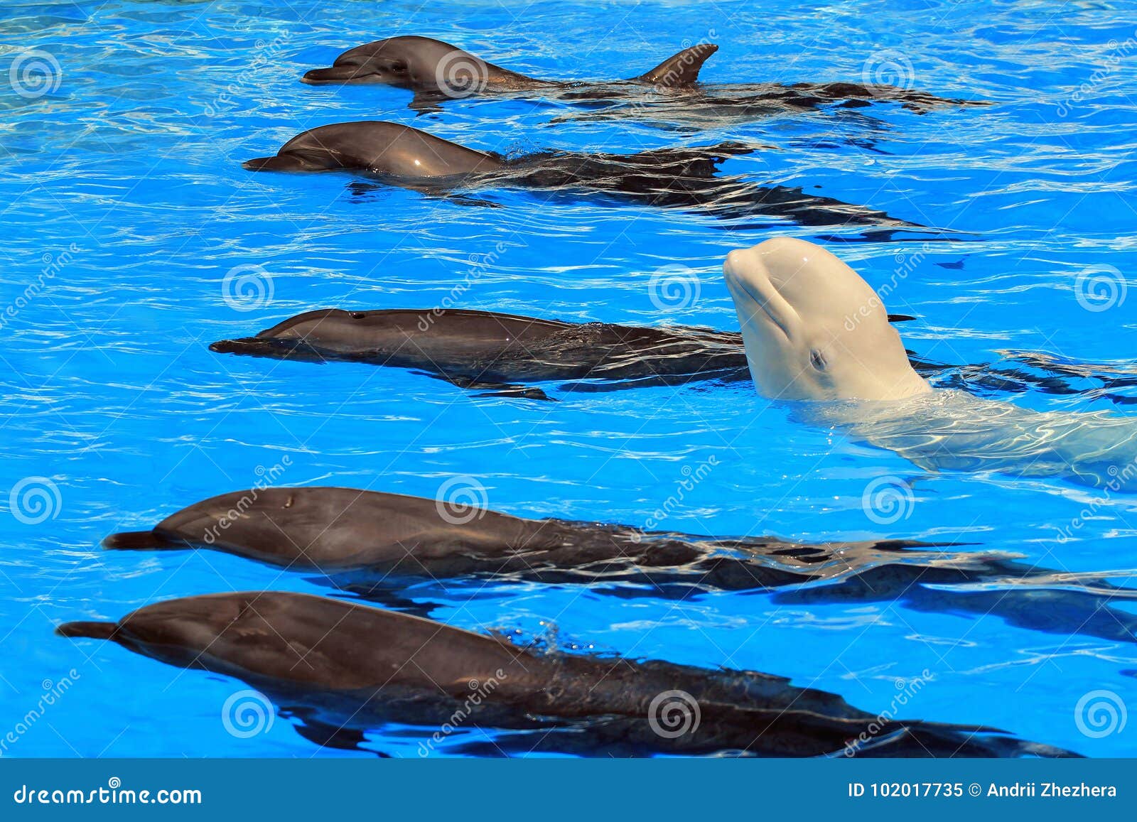 Dolphins and White Beluga Whale in a Pool Stock Image - Image of leucas ...