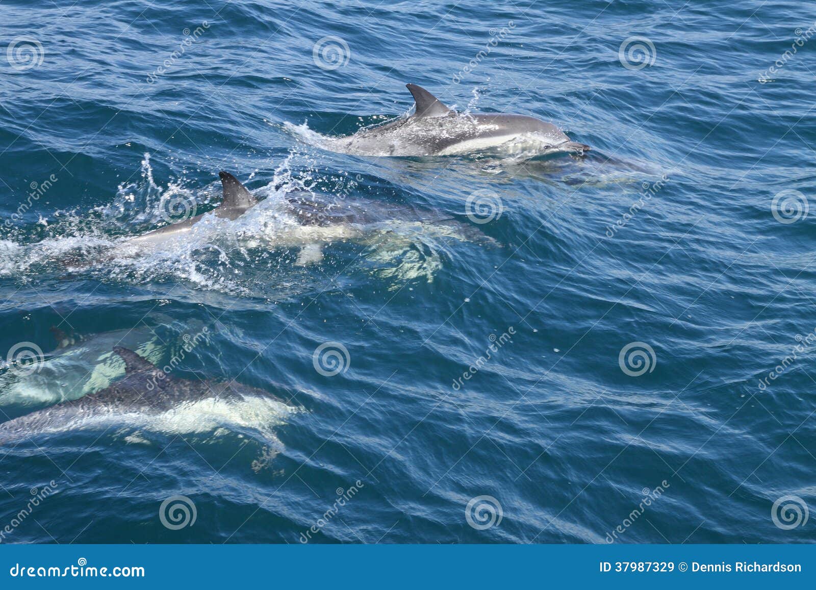 Dolphins in the wild stock image. Image of clean, bottlenosed - 37987329