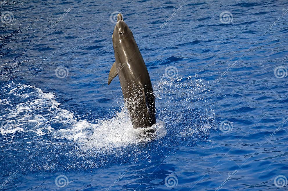 Dolphyn stock photo. Image of nature, intelligence, jumping - 9682190