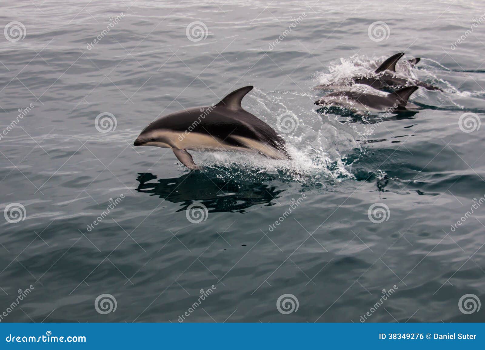 Dolpin 2 arkivfoto. Bild av djurliv, däggdjur, zealand - 38349276