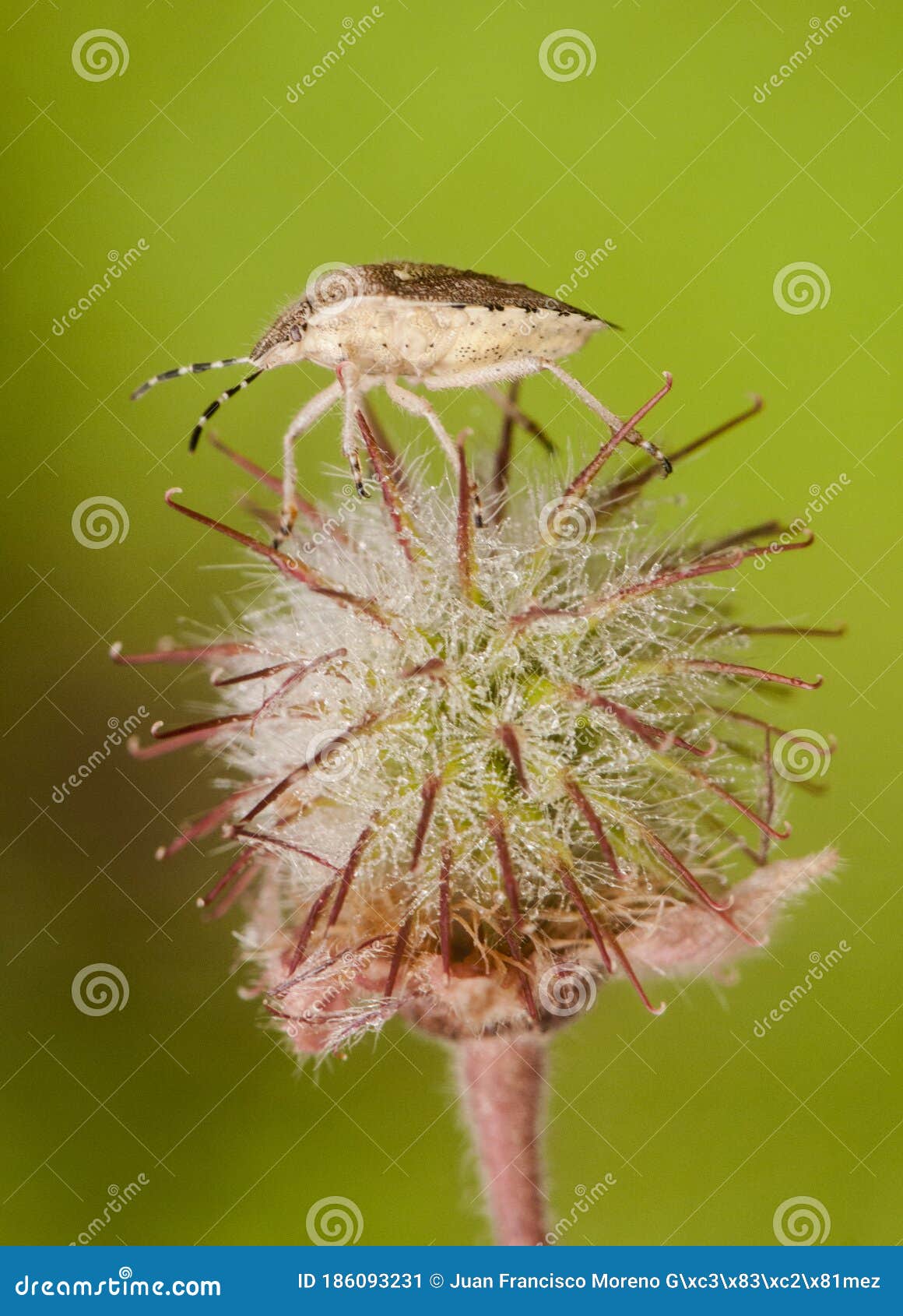 Dolycoris Baccarum Sloe or Hairy Shield Bug Small Stink Bug Very Common ...