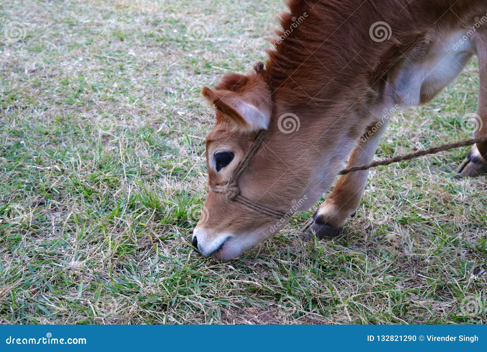 Domastic Cow Calf Eating Grass in the Ground Stock Photo - Image of ...