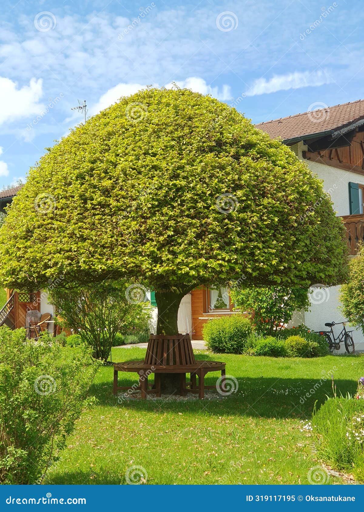 Dome Shape Green Tree in the Garden with the Bench. Stock Image - Image ...