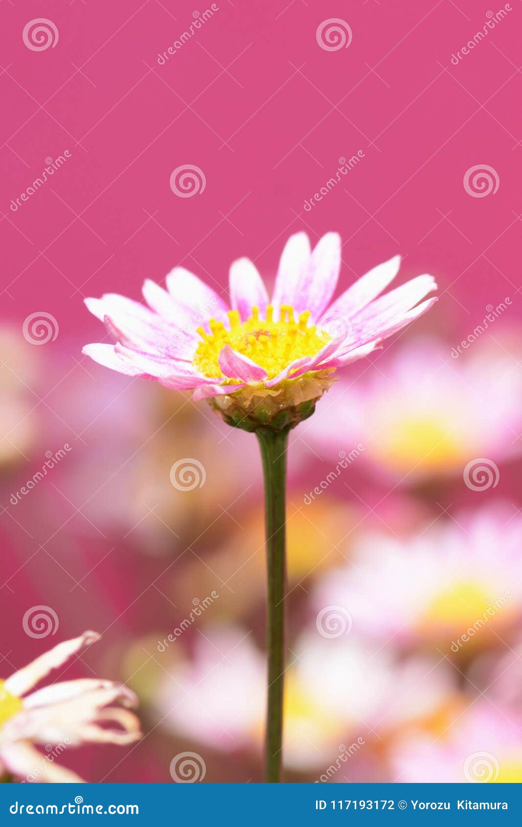 Margaret flowers stock photo. Image of plant, natural - 117193172