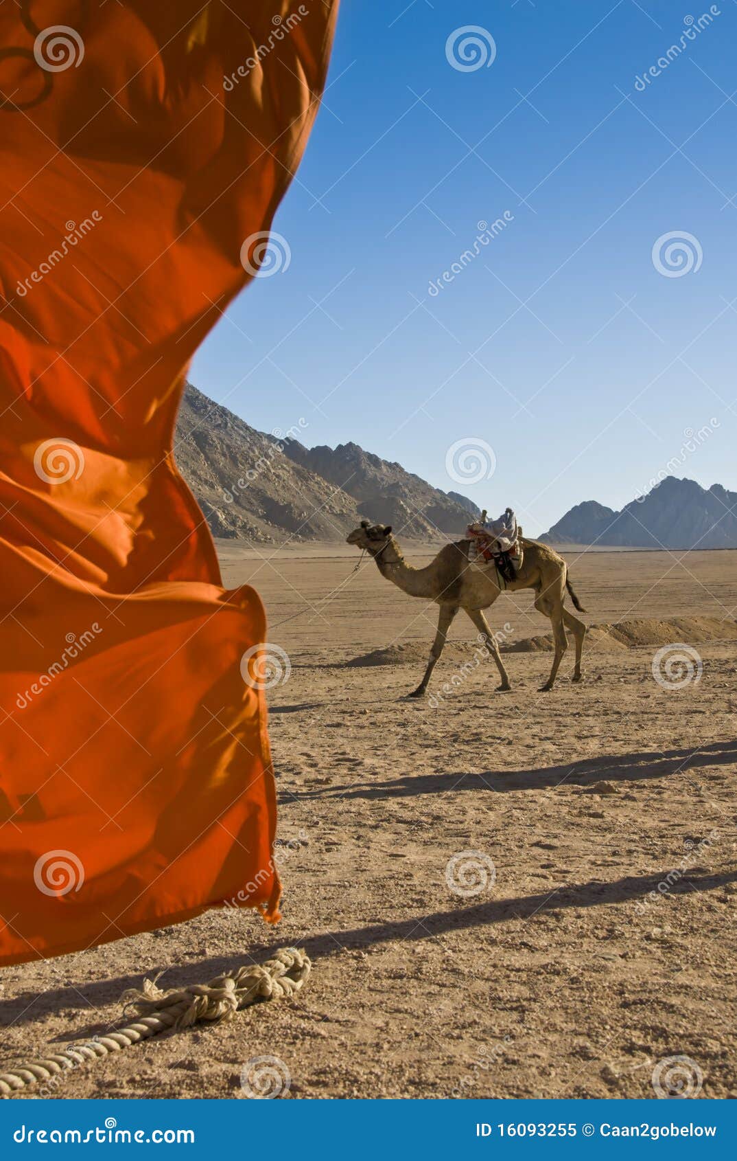 Domedary Camel with Red Flag. Stock Image - Image of cultural, outdoor ...