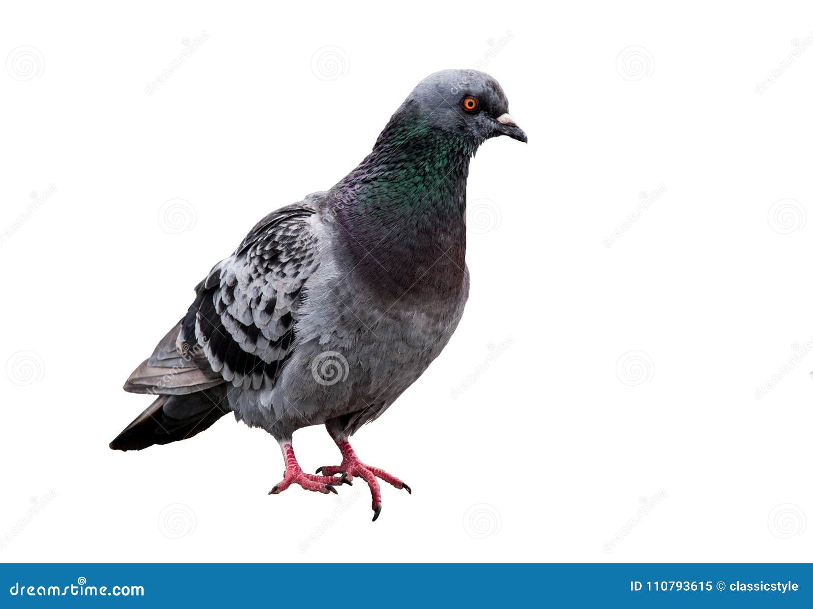 Domestic American Pigeon Side View Stock Image - Image of pigeon, wing ...