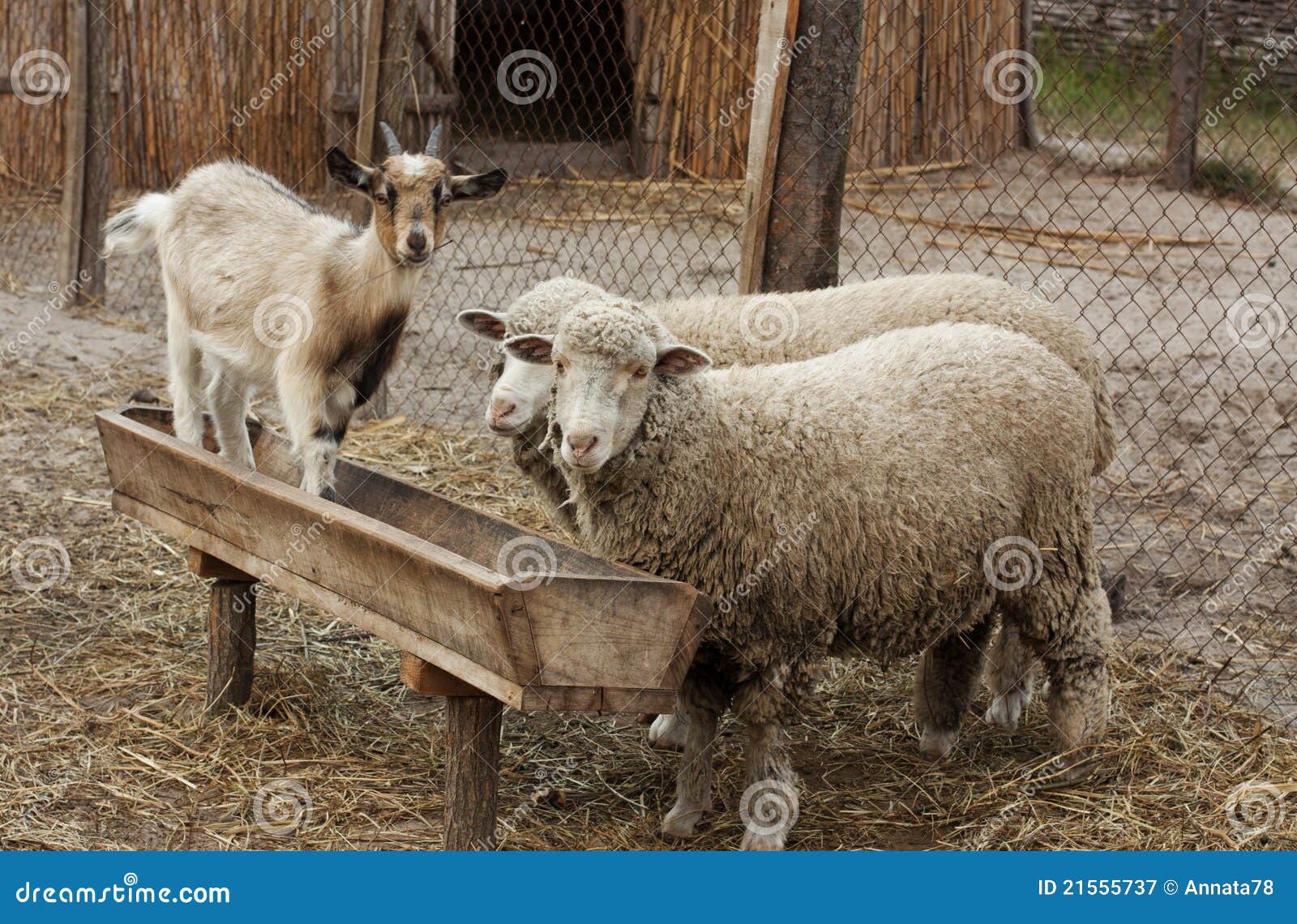 Domestic animals stock image. Image of husbandry, nature - 21555737
