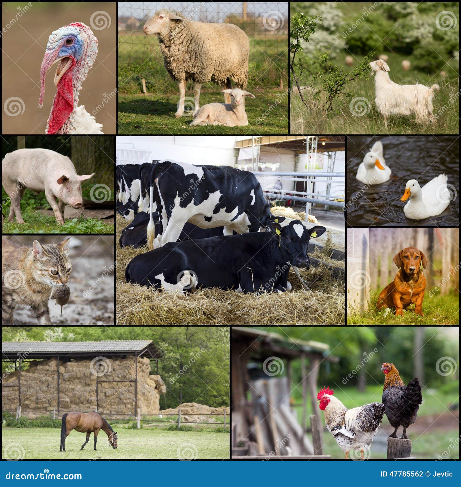 Domestic animals stock photo. Image of nature, goat, pasture - 47785562