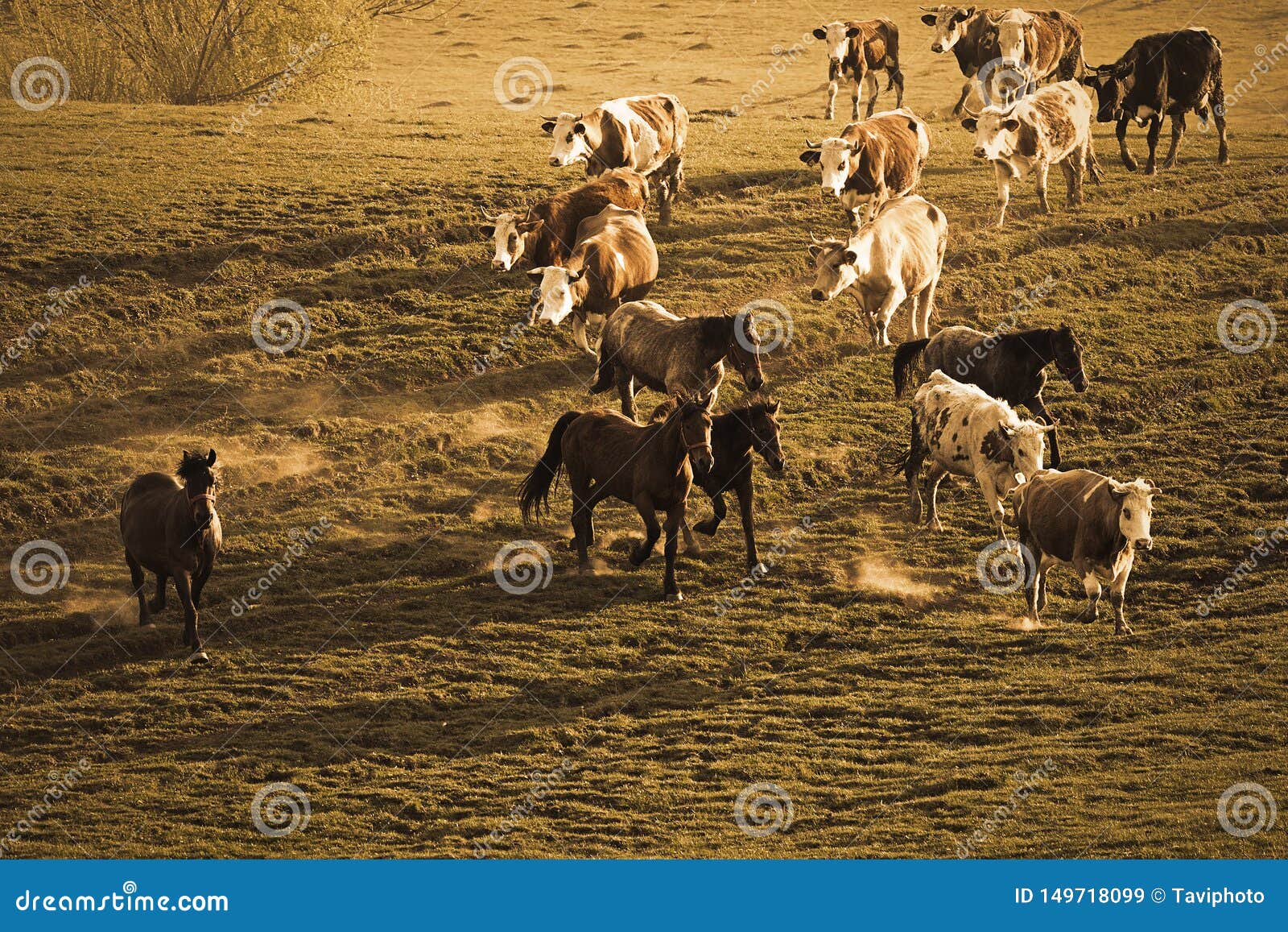 Domestic animals on meadow stock image. Image of cattle - 149718099