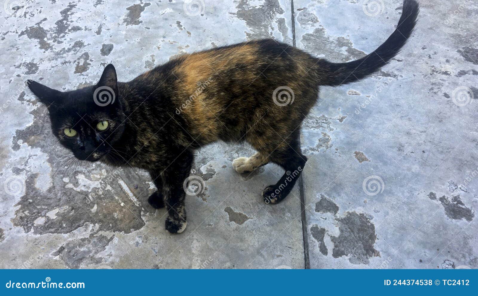 Wild Cat Looking at the Camera Stock Photo - Image of mystery, domestic ...