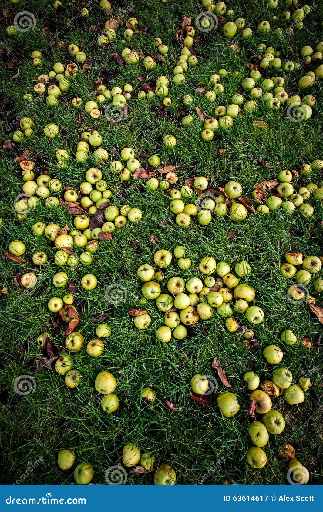Domestic Apple Tree with Fallen Fruit Stock Image - Image of ...