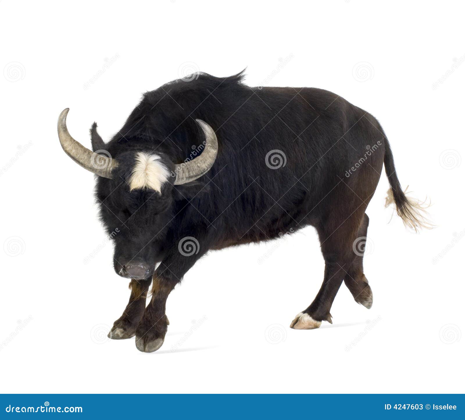 Asian Water Buffalo Royalty-Free Stock Photography | CartoonDealer.com ...