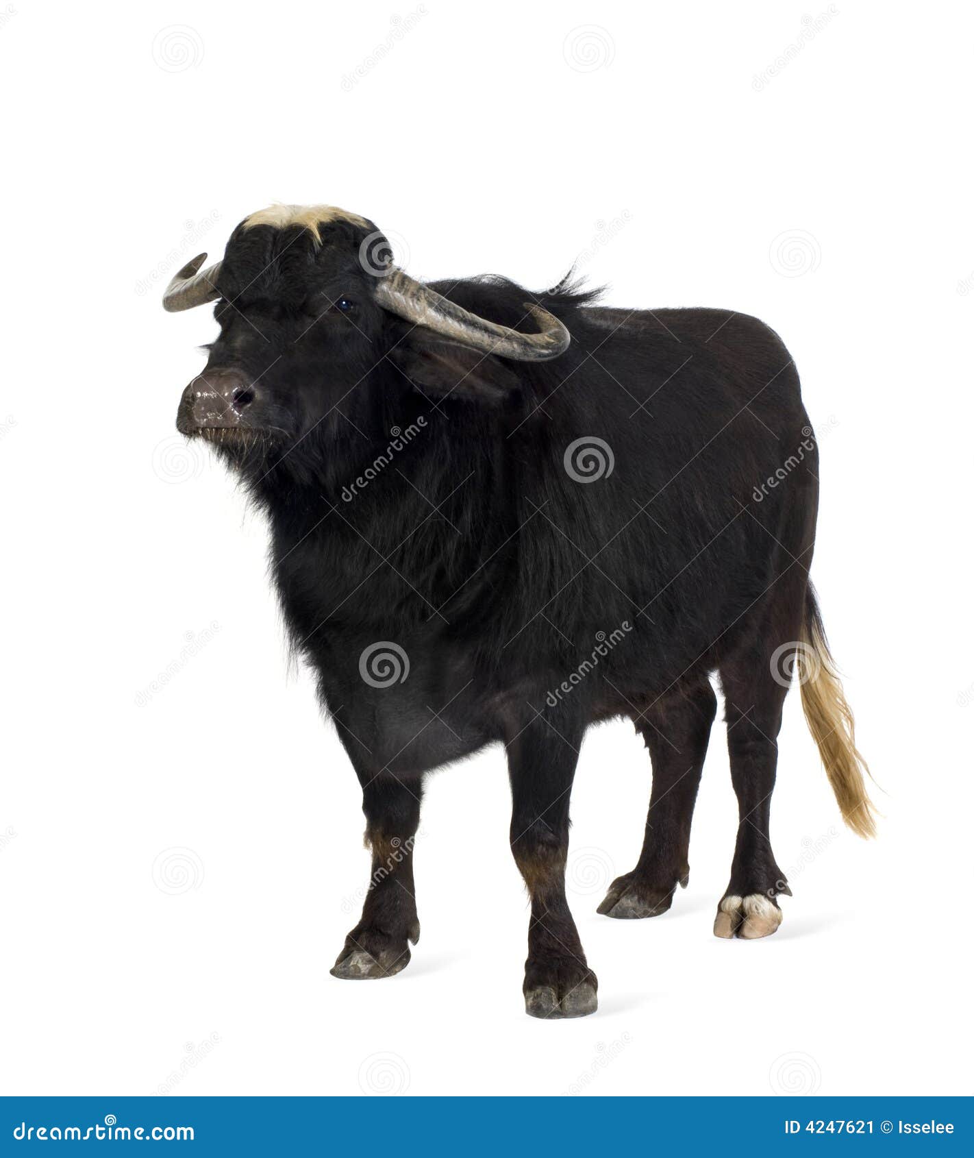 Water Buffalo At Guillin Stock Photo | CartoonDealer.com #105397806