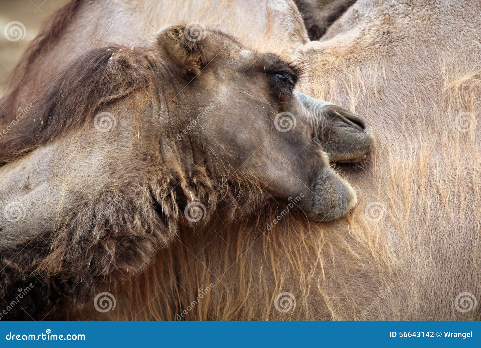 Domestic Bactrian Camel (Camelus Bactrianus). Stock Photo - Image of ...