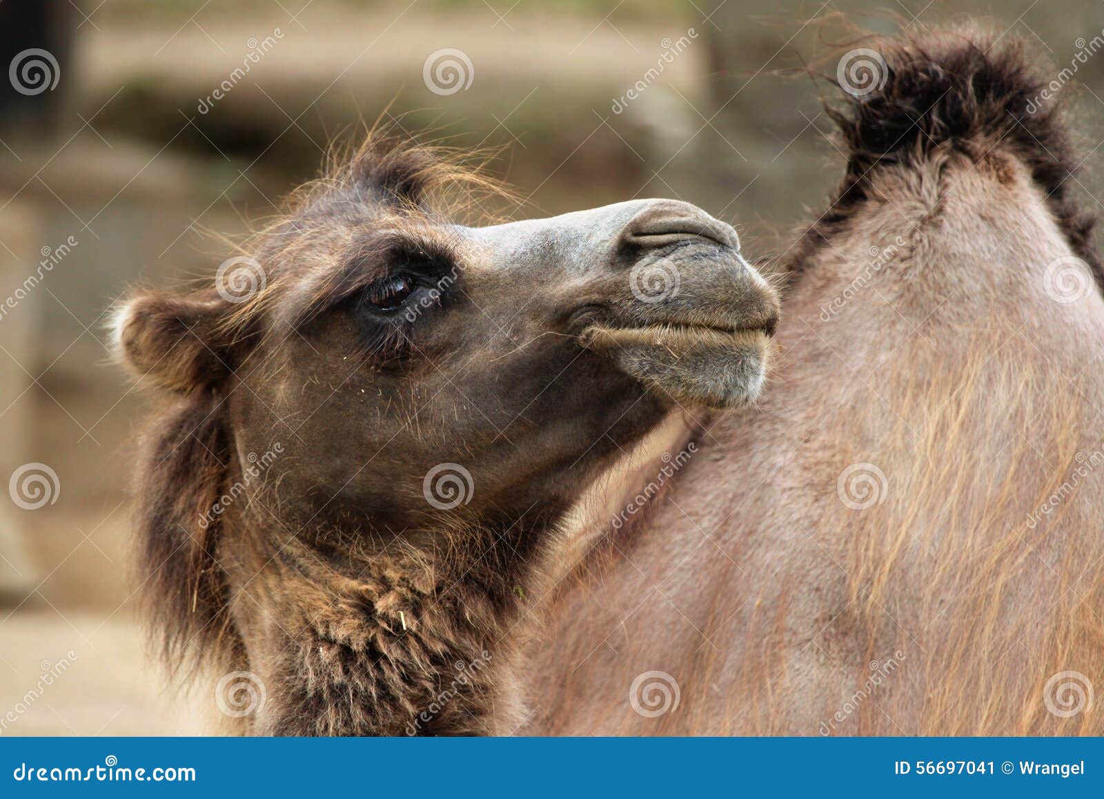 Domestic Bactrian Camel (Camelus Bactrianus). Stock Image - Image of ...