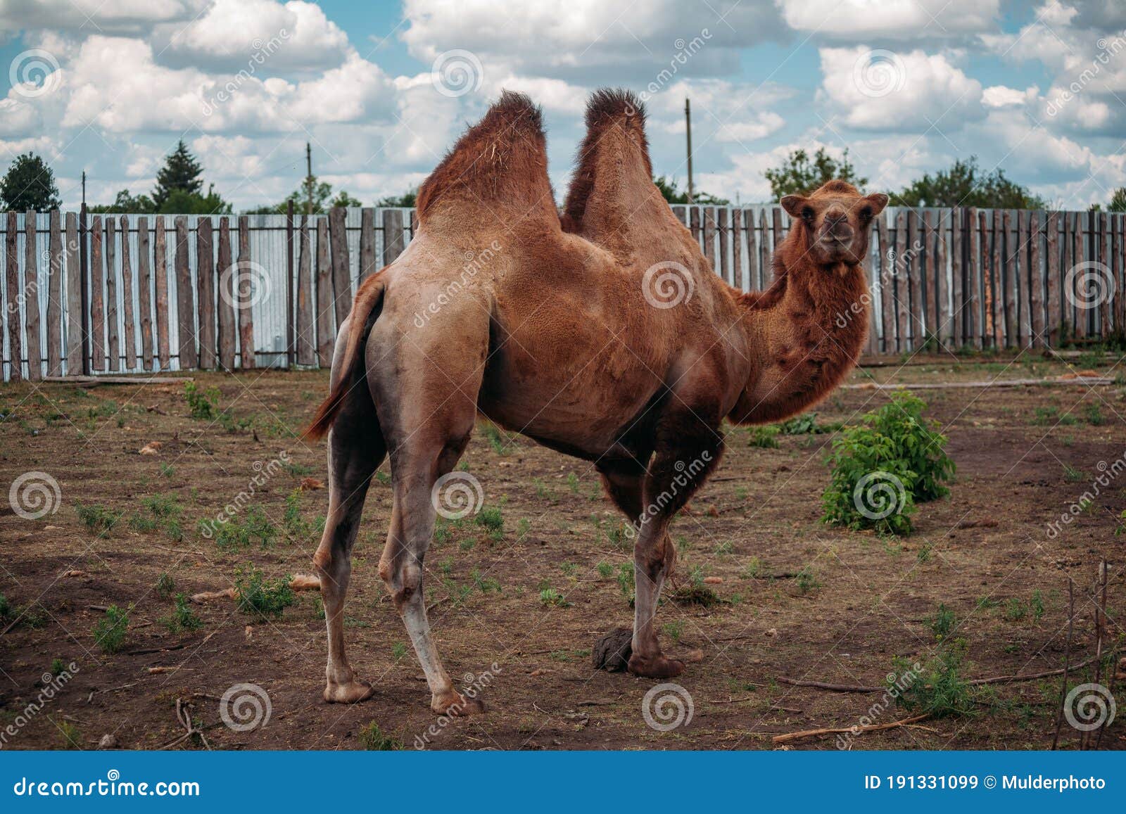 Domestic Bactrian Camel on the Farm Stock Image - Image of agricultural ...