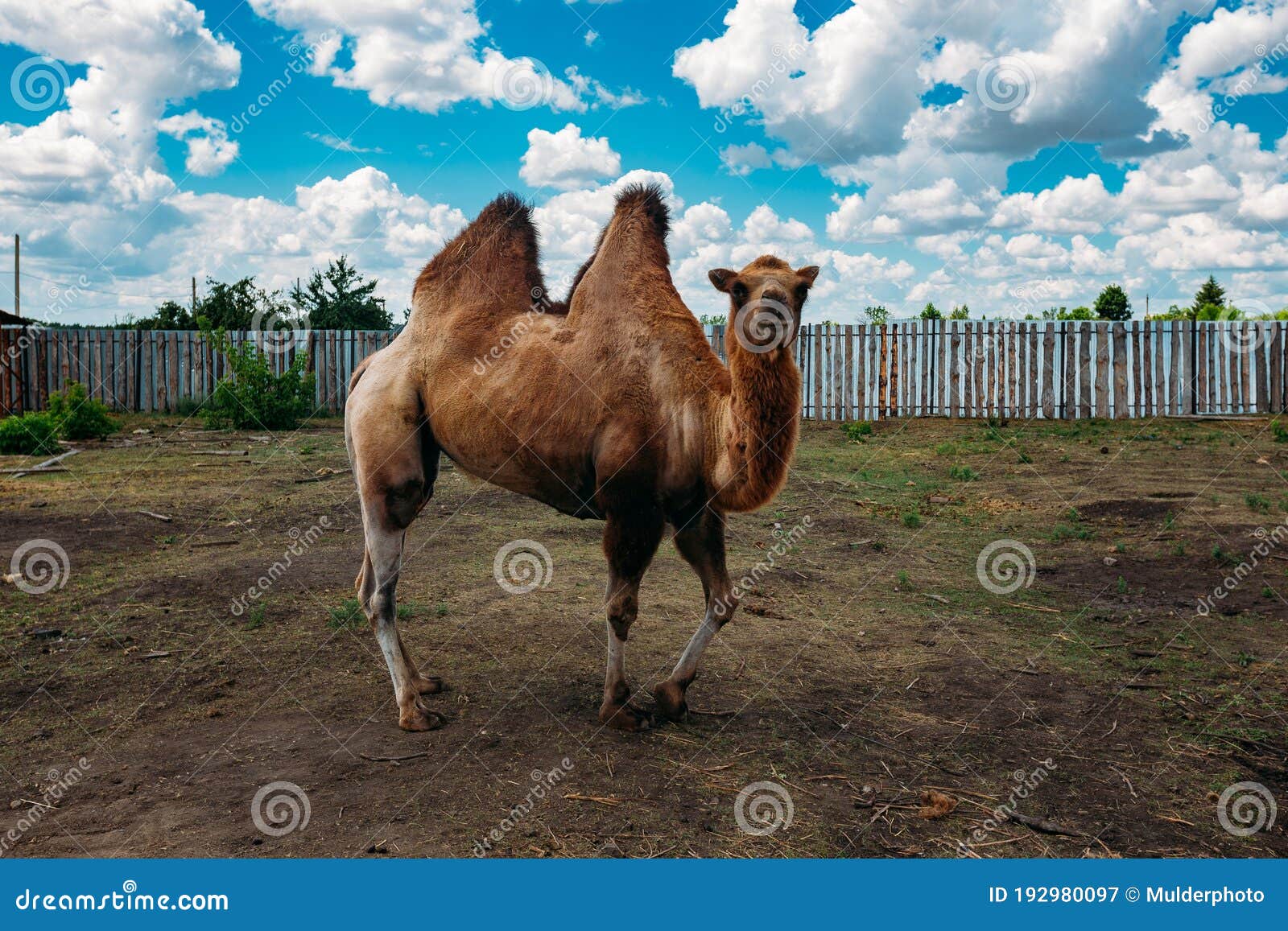Domestic Bactrian Camel on the Camel Farm Stock Image - Image of ...