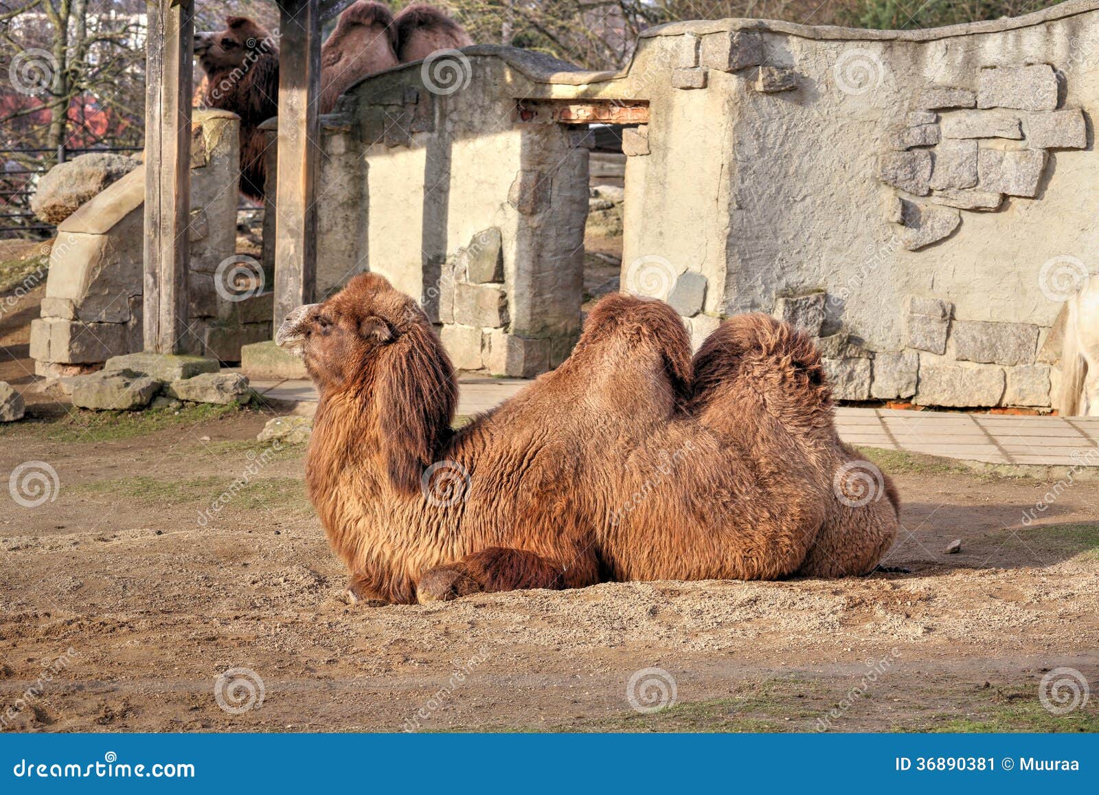 Domestic Bactrian Cammel stock image. Image of isolated - 36890381