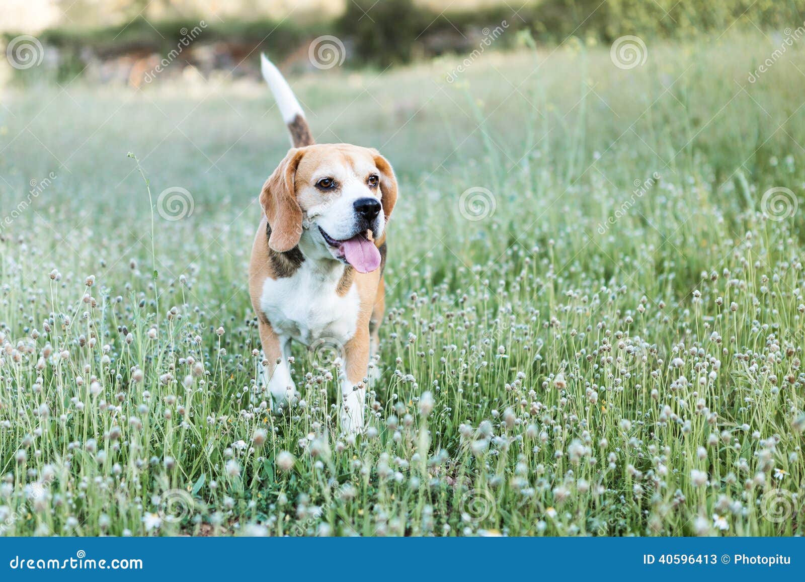 Domestic beagle stock image. Image of purebred, country - 40596413