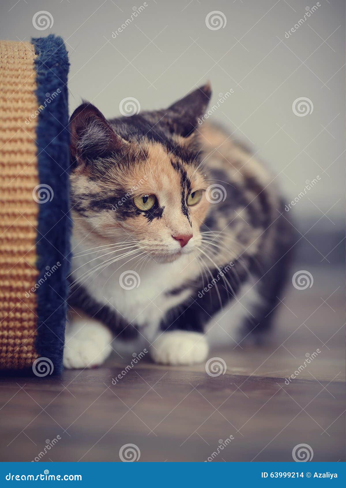 Domestic Beautiful Multi-colored Cat Stock Photo - Image of shorthair ...
