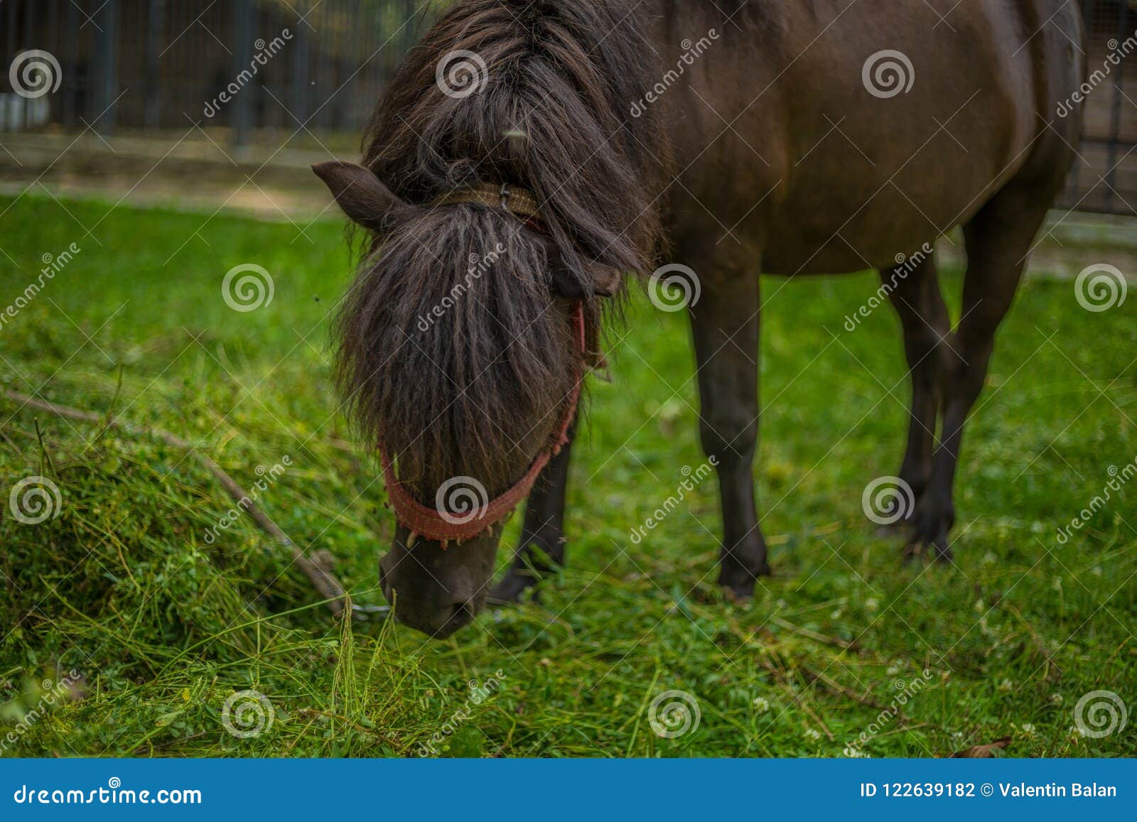 Domestic Black Pony in a Farm Stock Photo - Image of outline, horses ...