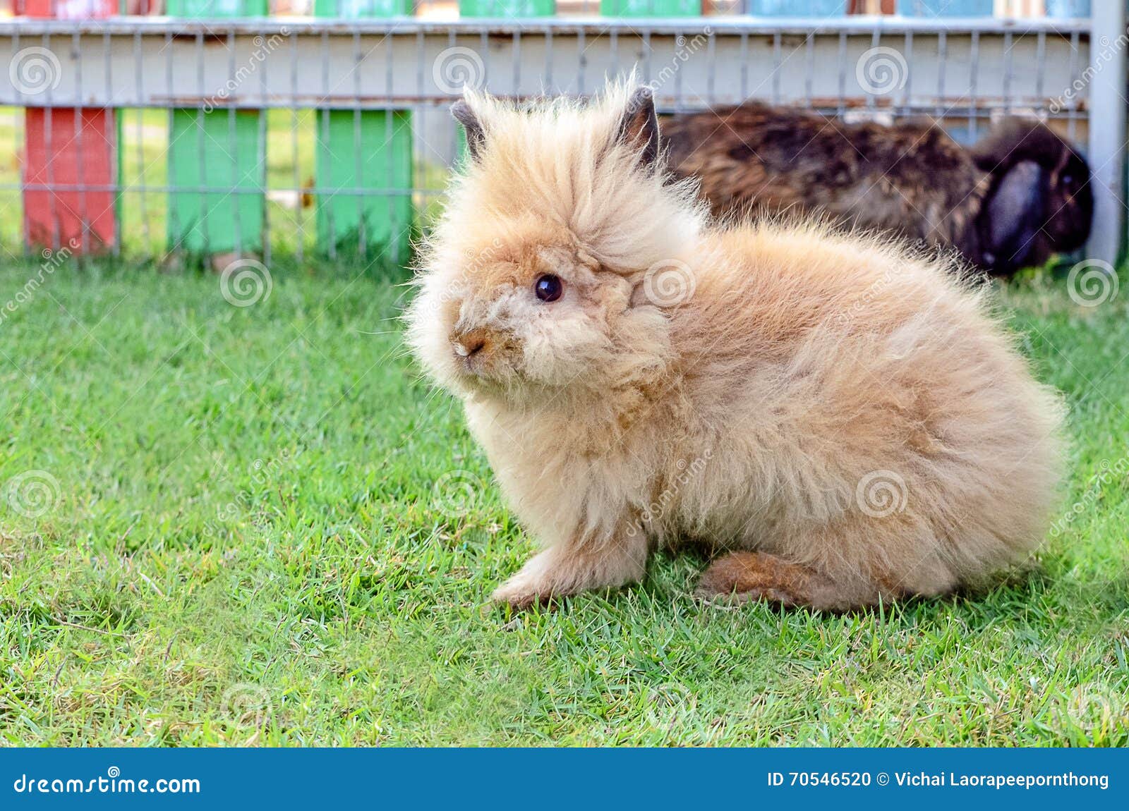 The domestic brown rabbit stock photo. Image of adorable - 70546520