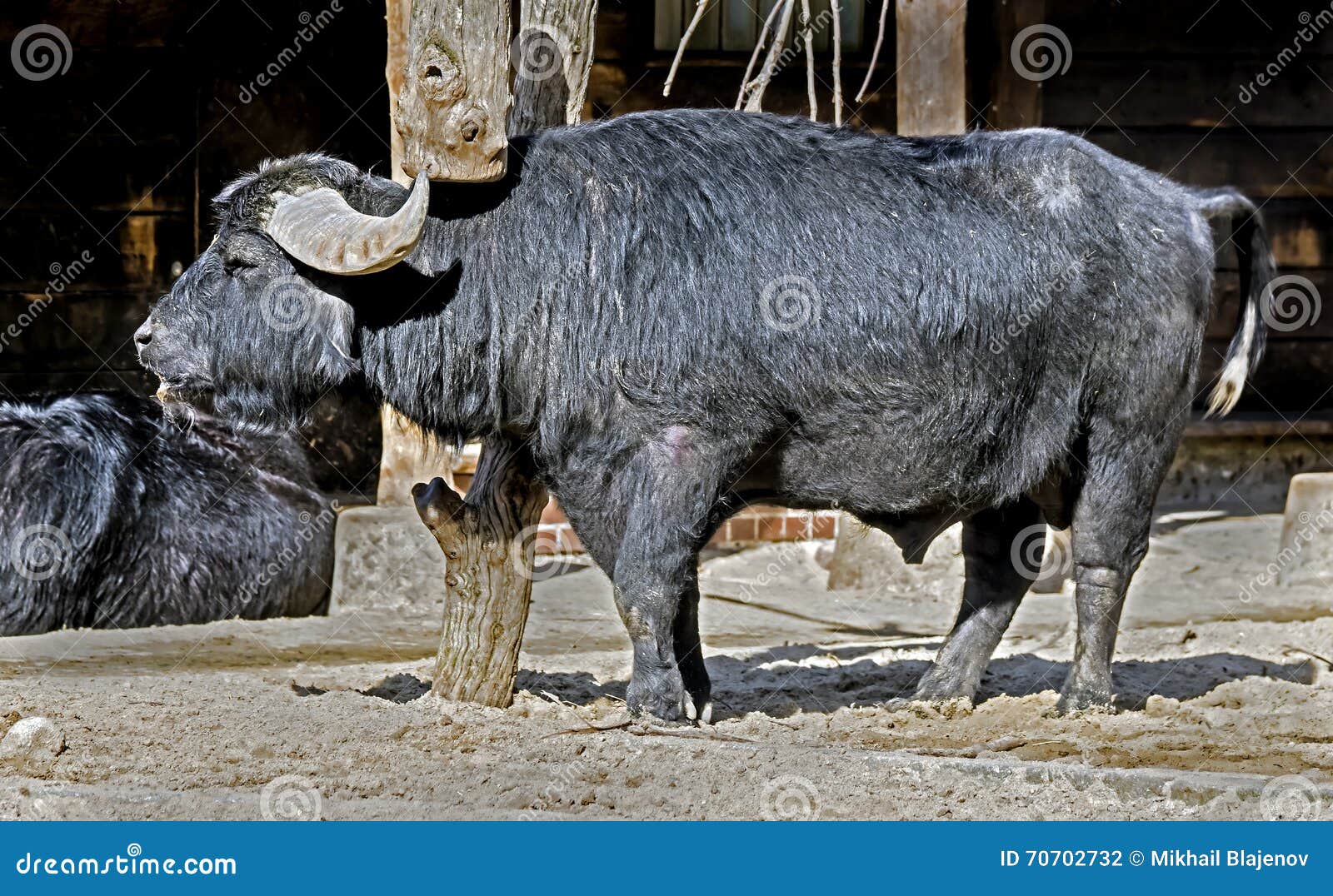 Domestic buffalo 2 stock photo. Image of nice, agriculture - 70702732