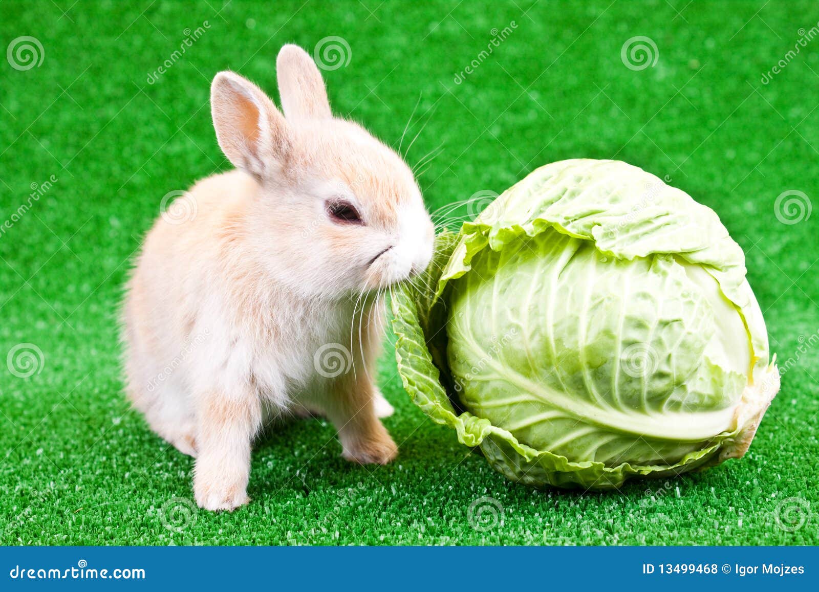 Domestic bunny and cabbage stock photo. Image of little - 13499468