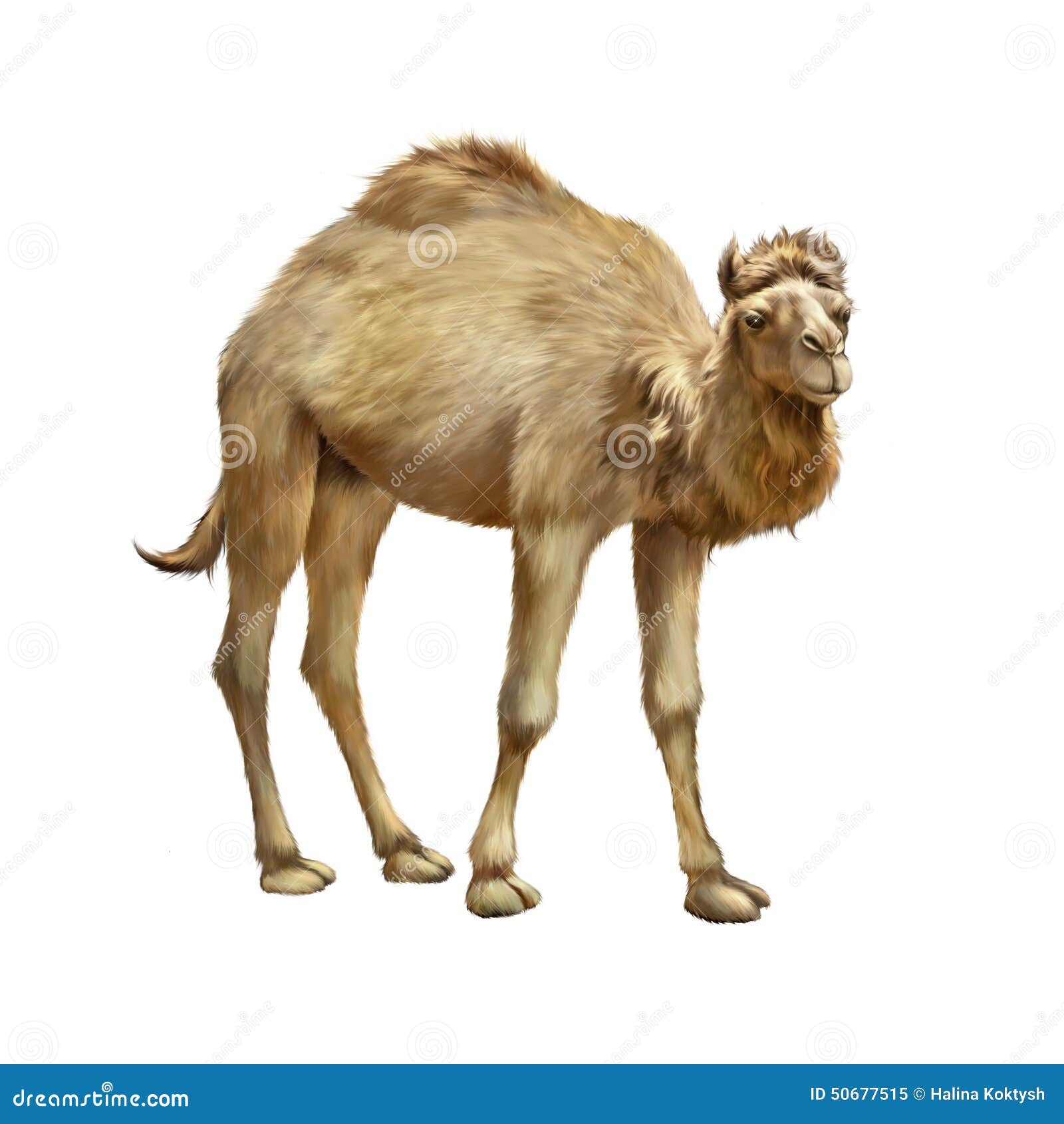 The Domestic Camel Standing, Isolated on White Stock Illustration ...