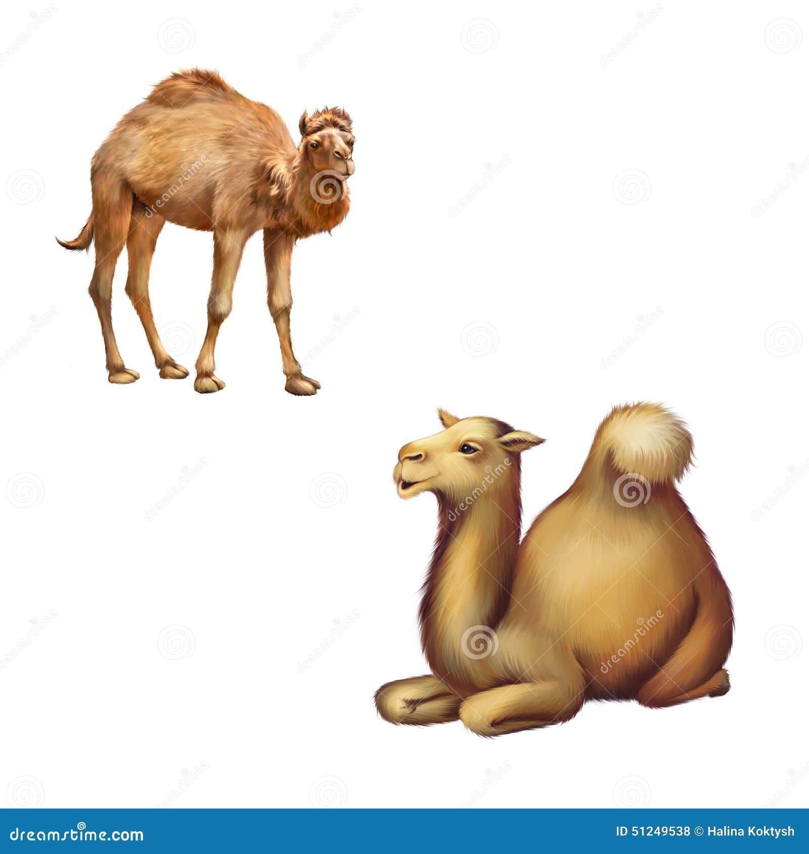 Domestic Camel Standing and Laying Resting on the Stock Illustration ...