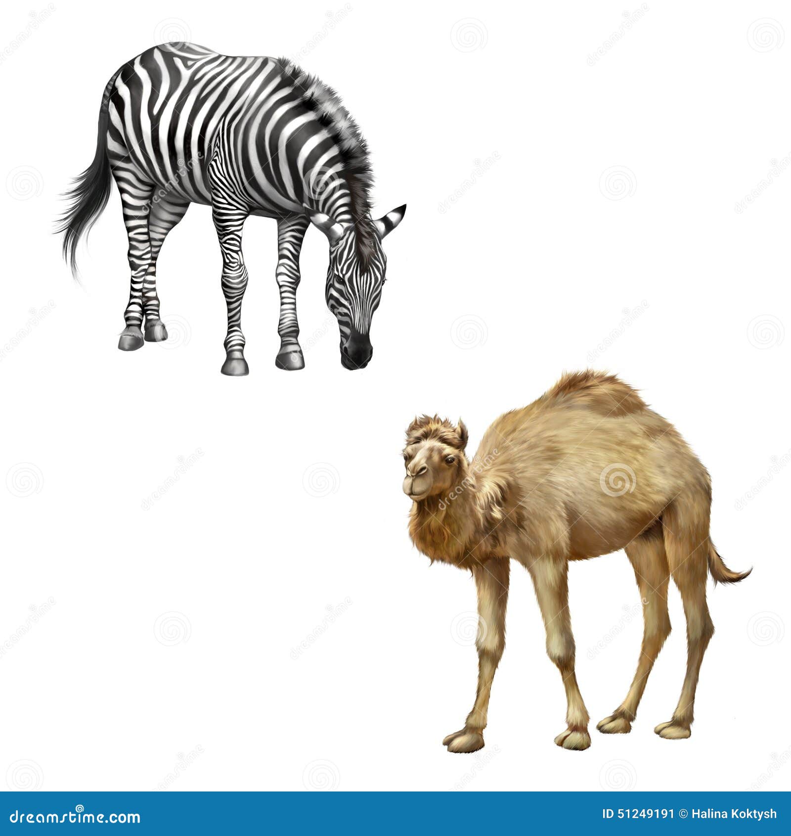 The Domestic Camel Standing, Zebra Bent Down Stock Illustration ...