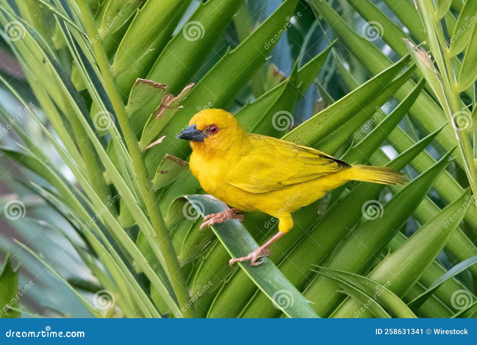 Domestic Canary in Its Natural Habitat Stock Image - Image of outdoors ...
