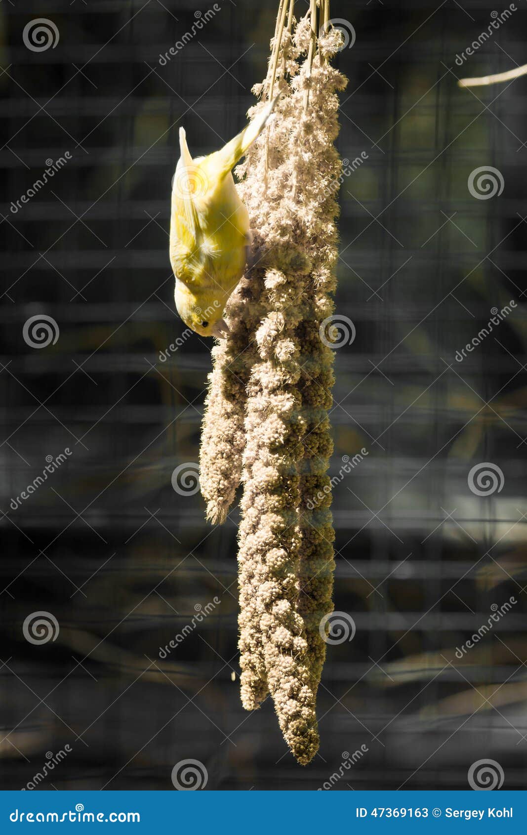Domestic Canary (Serinus Canaria) Stock Image - Image of pets, serinus ...