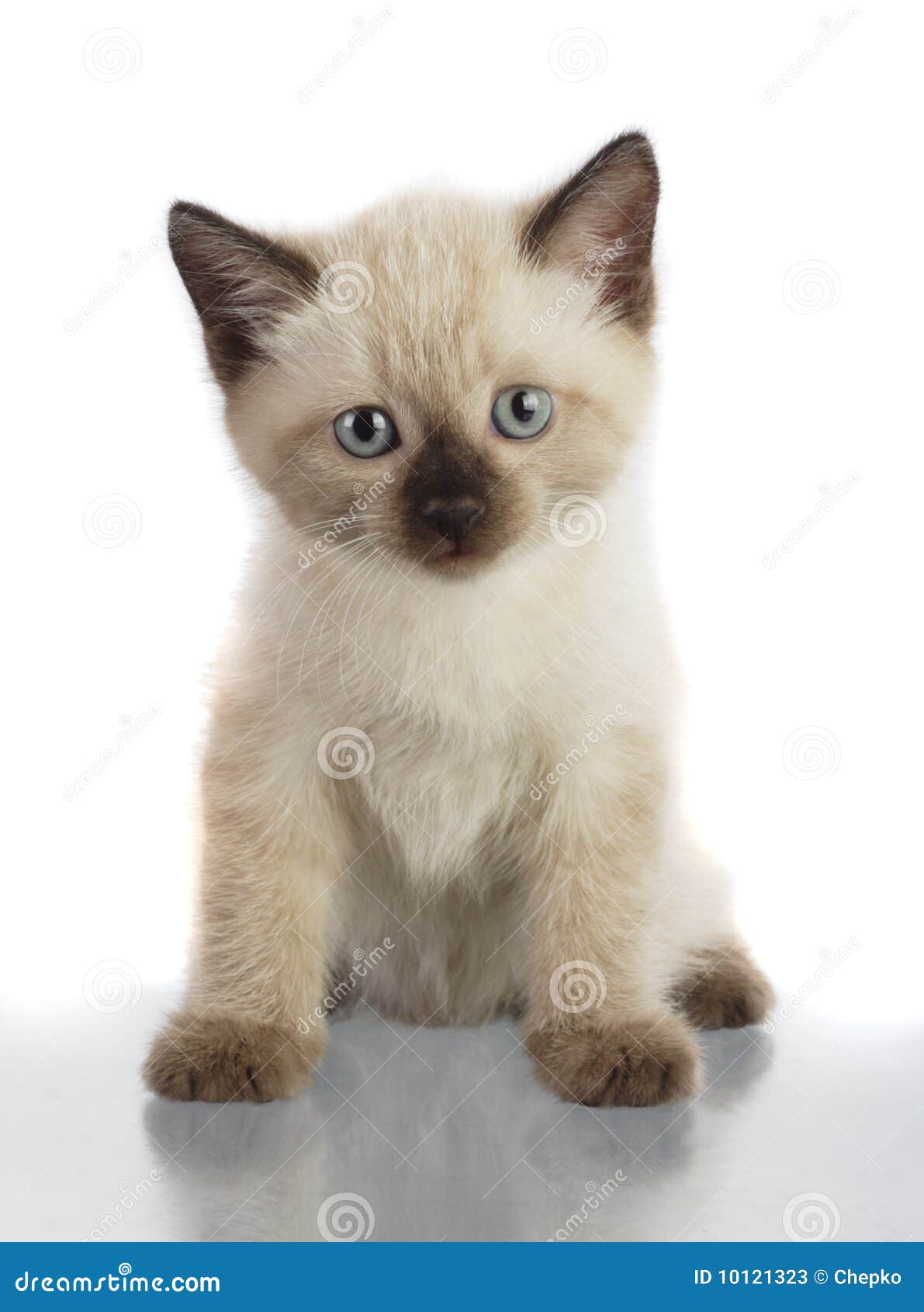 Domestic cat stock image. Image of domestic, isolated - 10121323