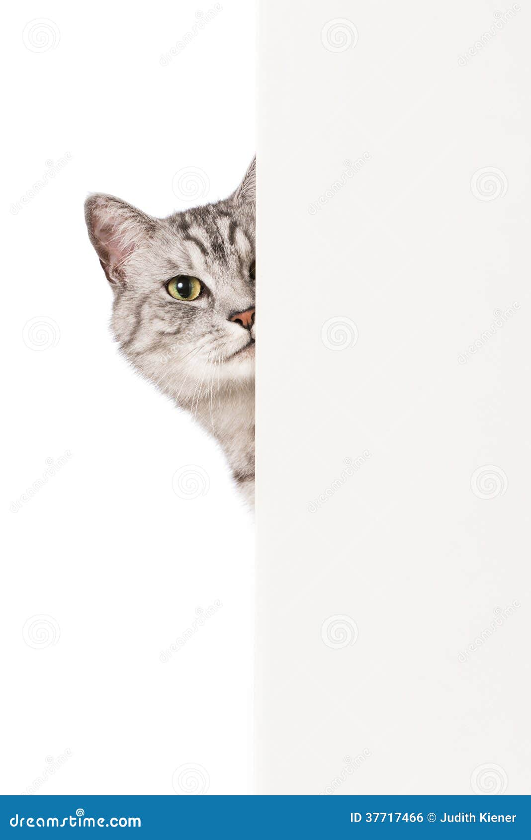 Cat Look Around Corner Stock Photos - Free & Royalty-Free Stock Photos ...