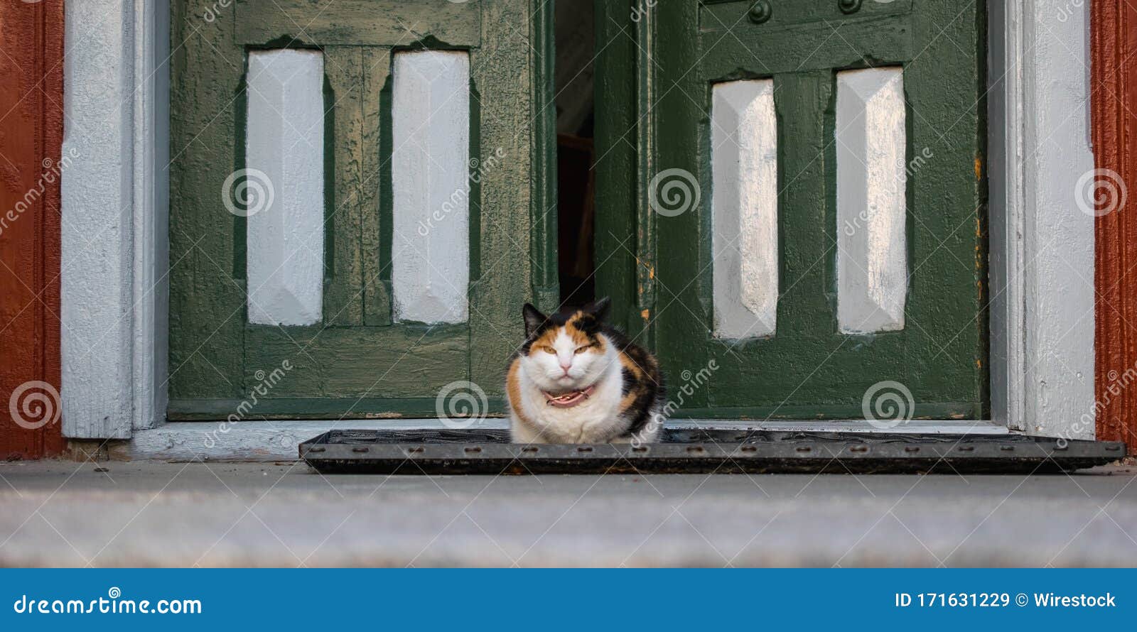 Domestic Cat with an Angry Facial Expression in Front of Green Doors ...