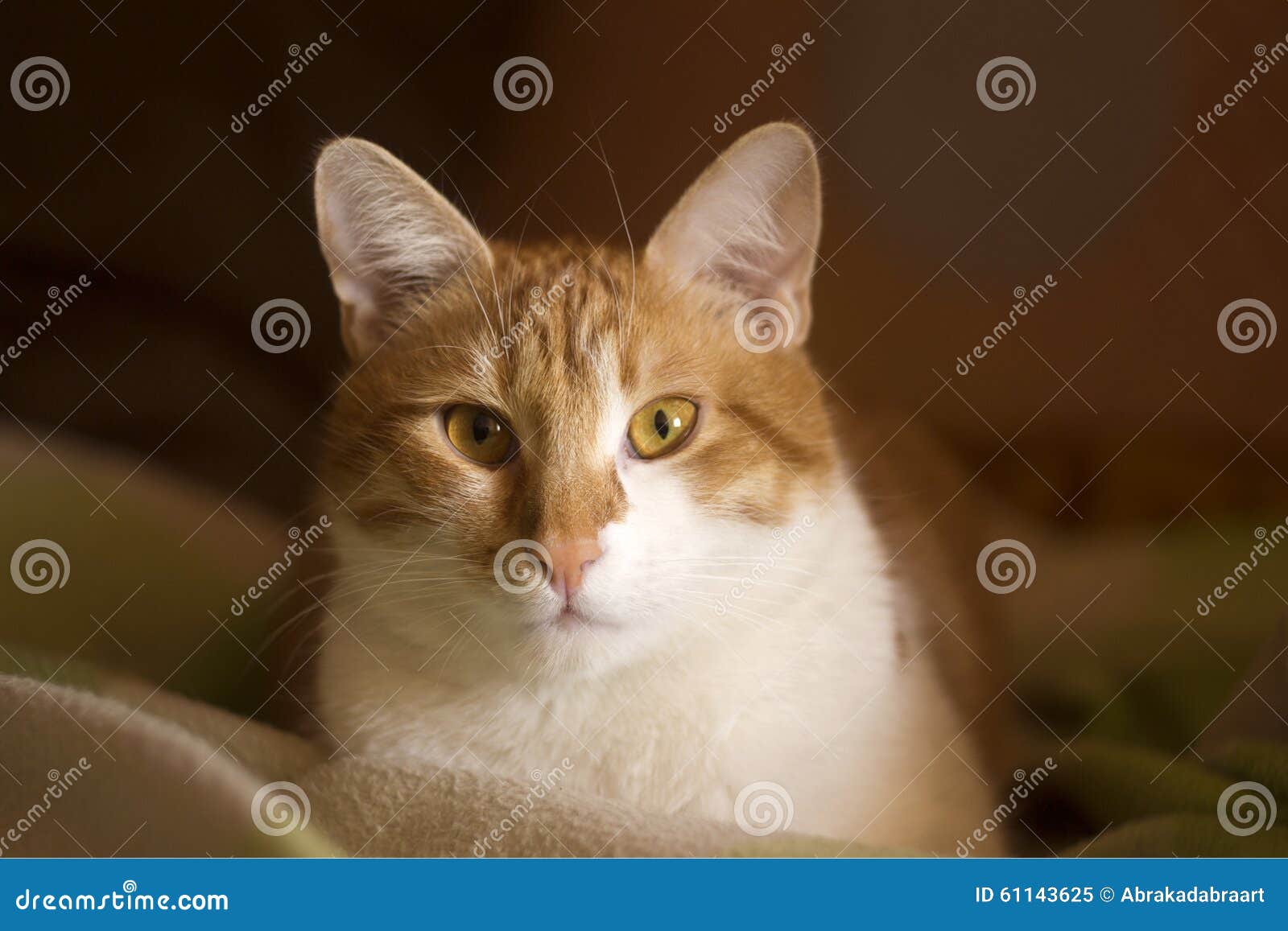 Domestic Cat with an Attentive Expression, Cat Face Stock Image - Image ...