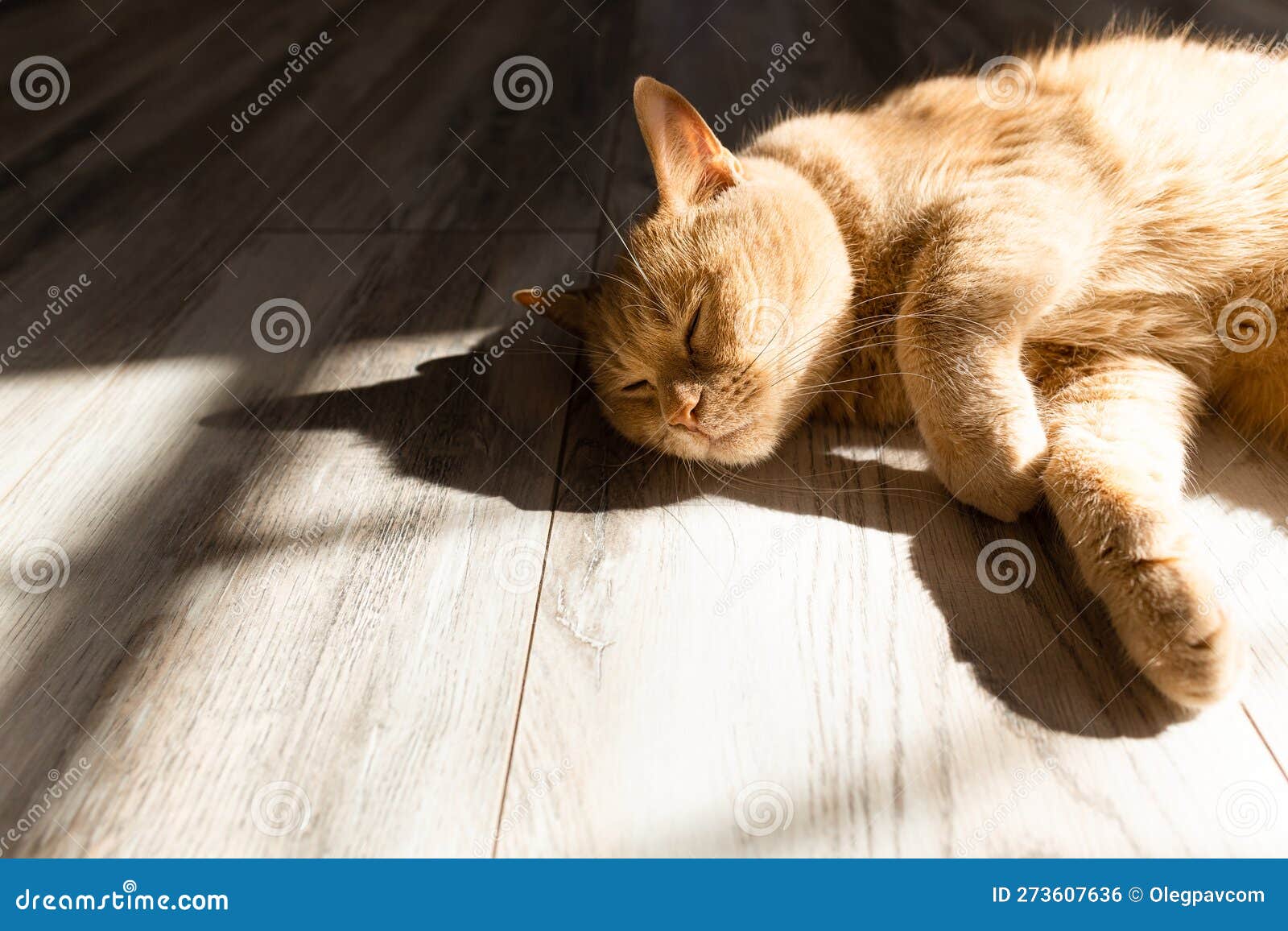 Domestic Cat Basking in the Sun Lying on the Floor. Stock Photo - Image ...