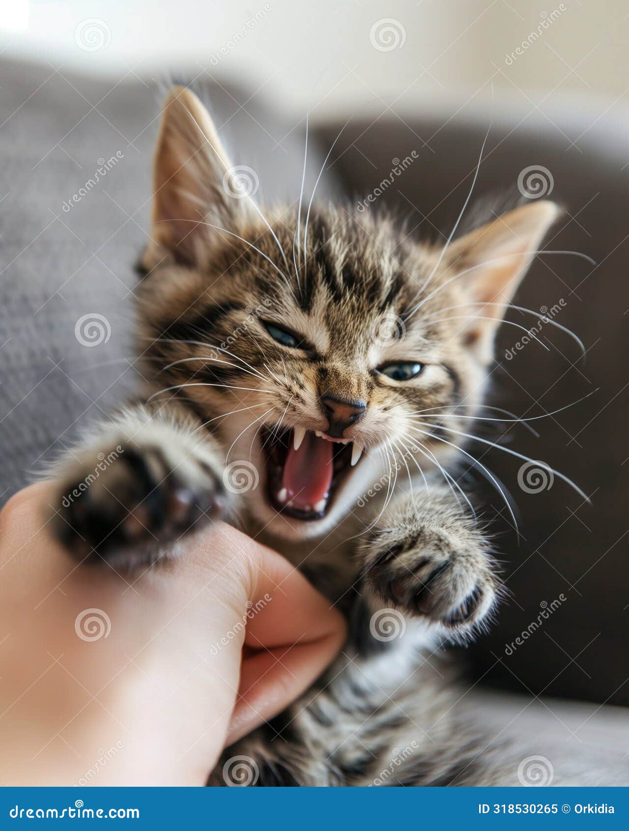 A Domestic Cat Biting a Human Hand Stock Illustration - Illustration of ...