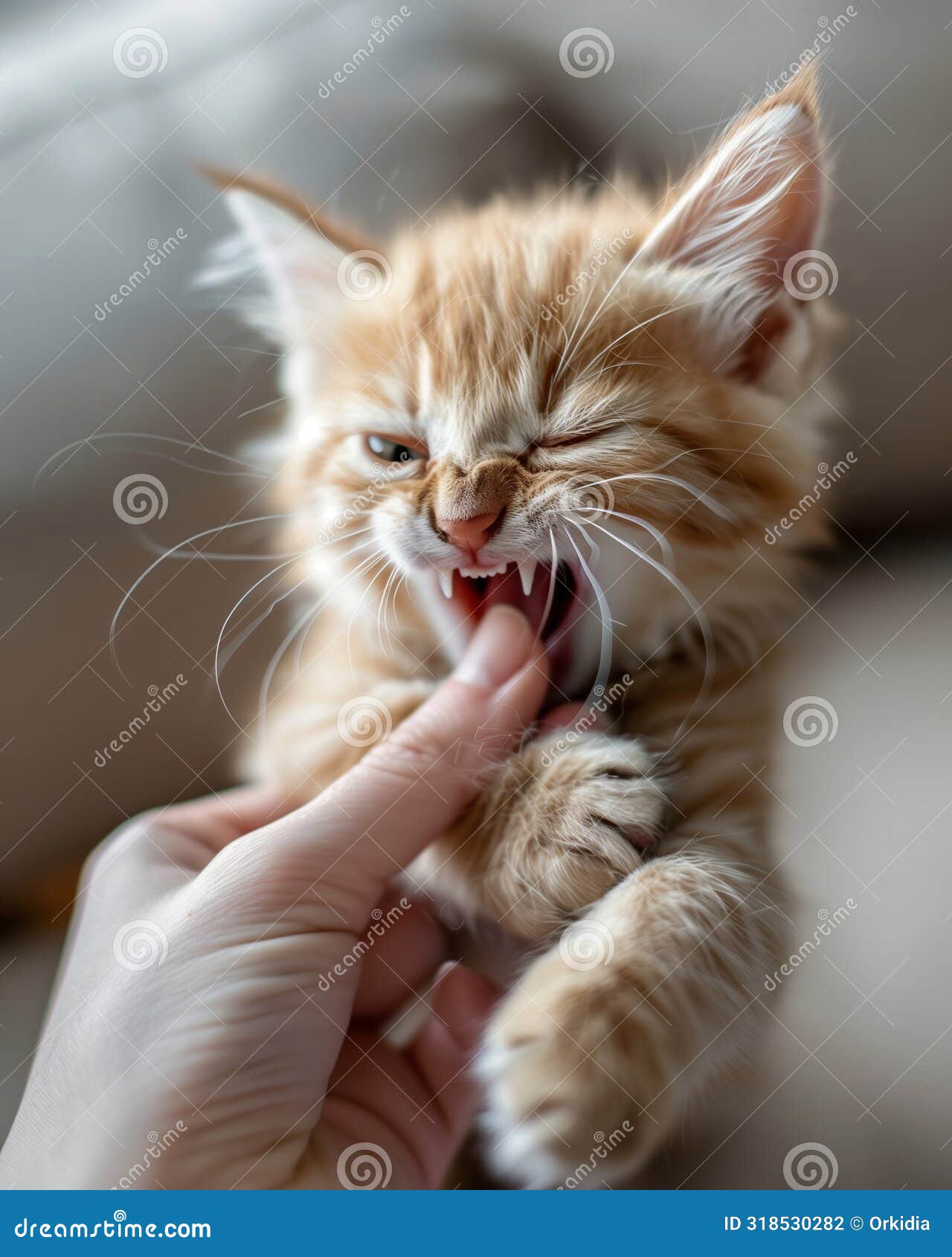 A Domestic Cat Biting a Human Hand Stock Illustration - Illustration of ...