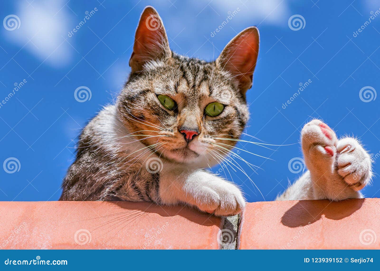 Cat on the brick fence. stock photo. Image of head, street - 123939152
