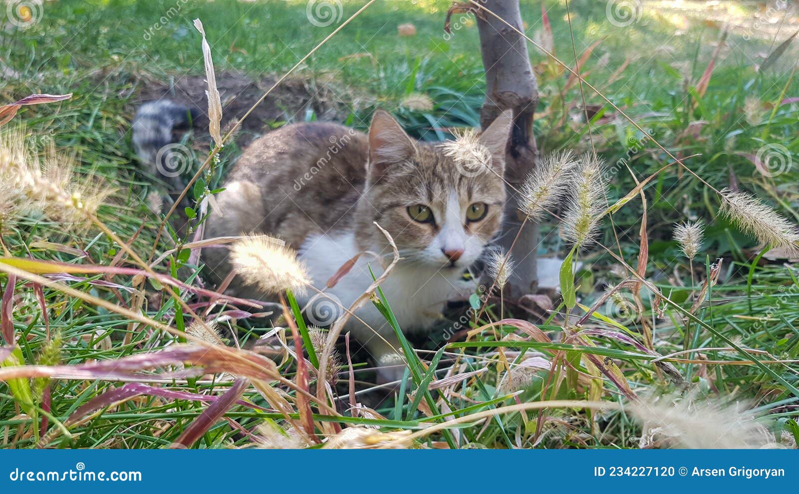 Domestic cat in the bushes stock photo. Image of garden - 234227120