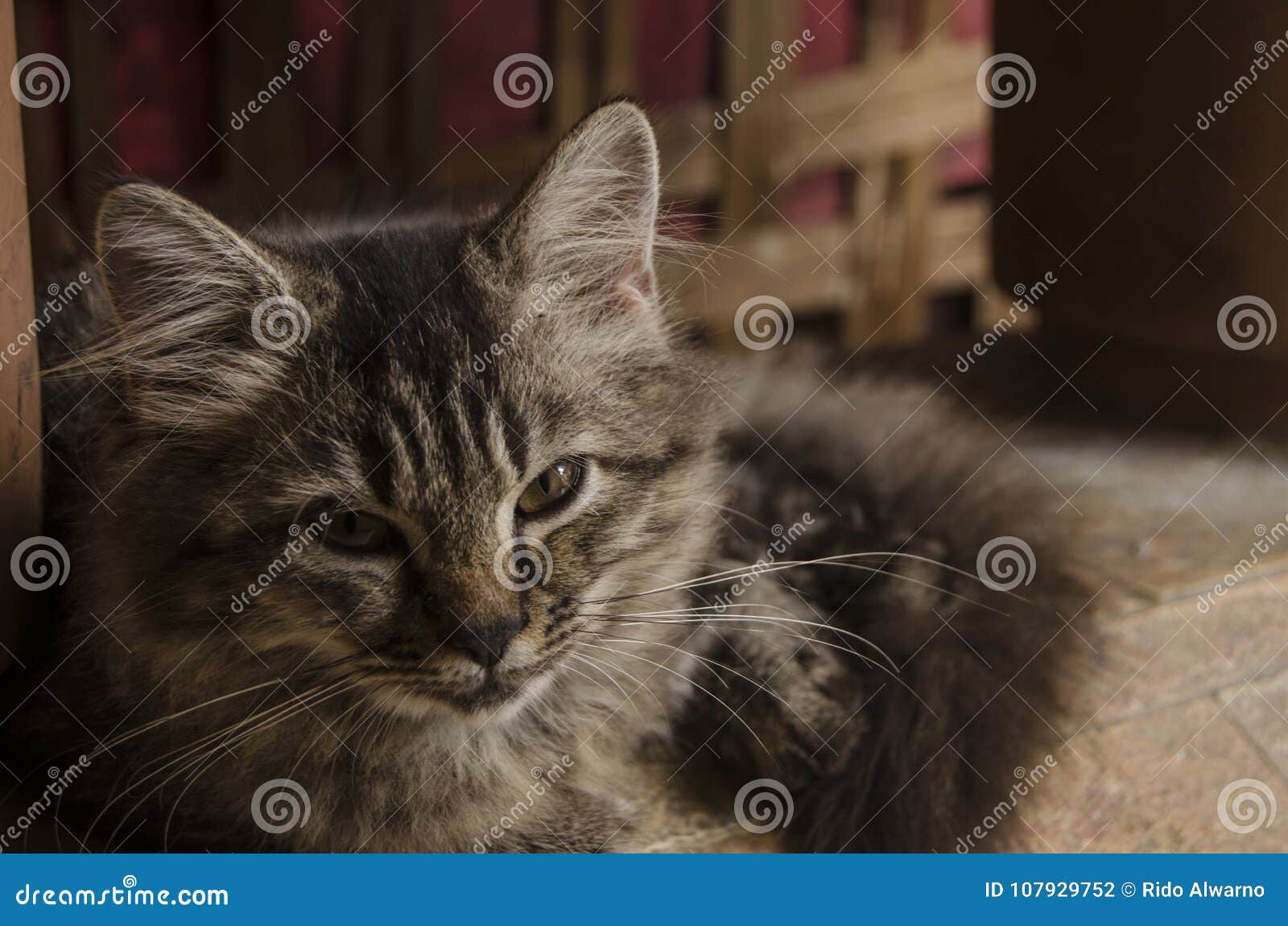 Domestic Cat Crossbreeding with Persian Cat that Seing with Sharp Eyes ...